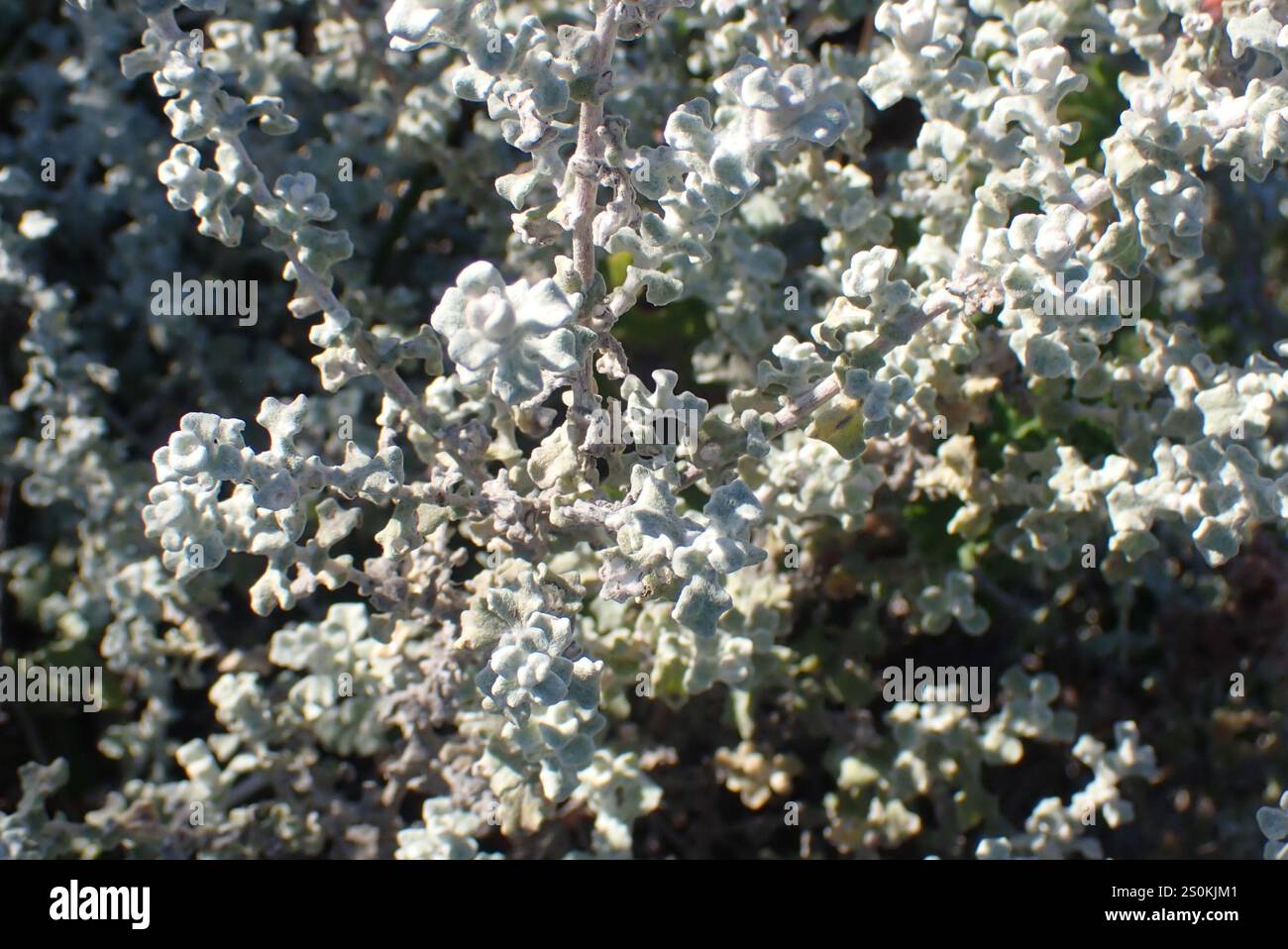 Kapkap Kapok (Eriocephalus racemosus Stock Photo - Alamy