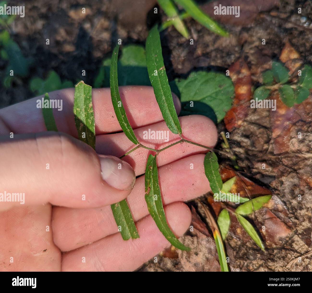 Virginia snakeroot (Aristolochia serpentaria Stock Photo - Alamy