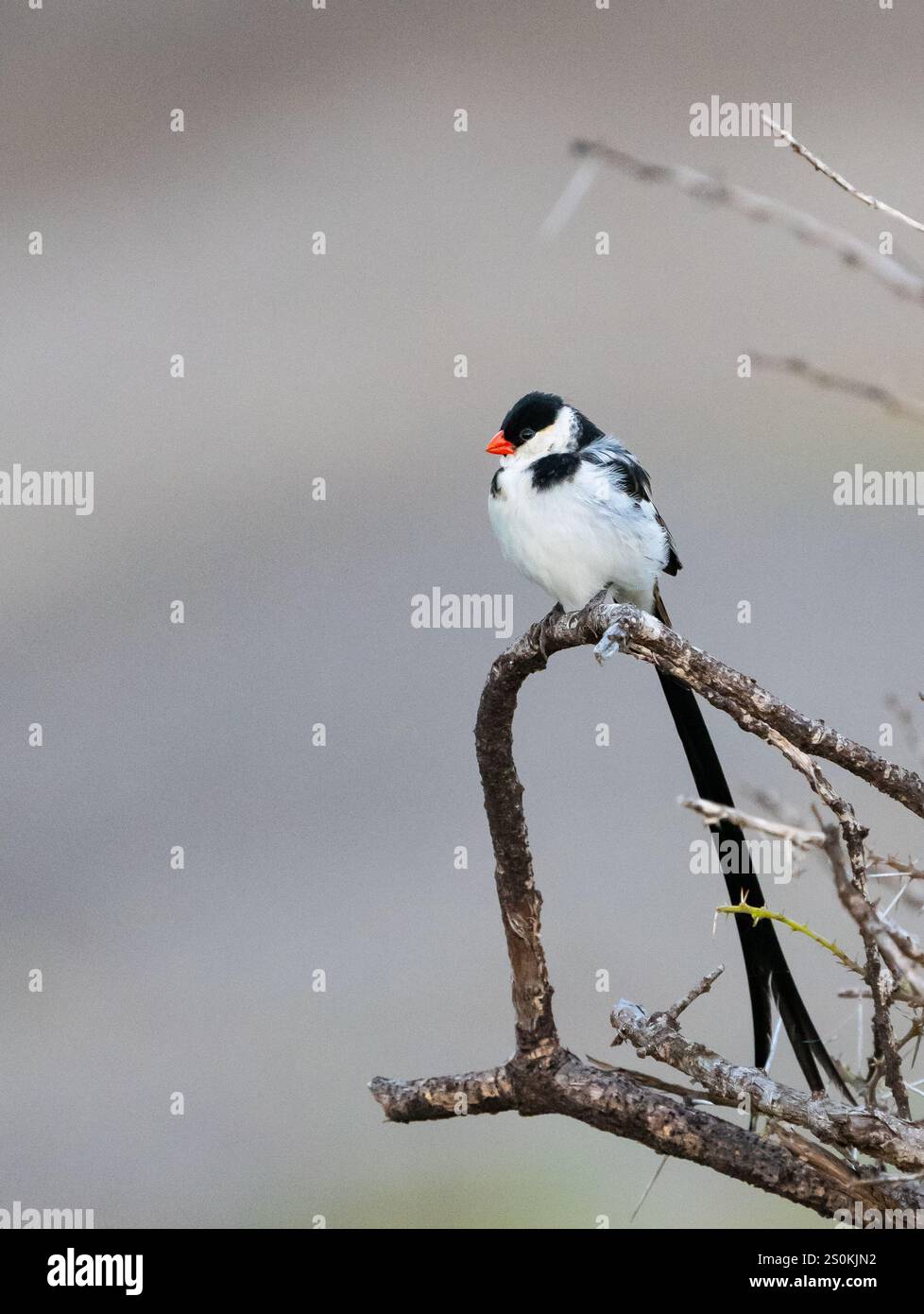 Pin-tailed whydah (Vidua macroura Stock Photo - Alamy
