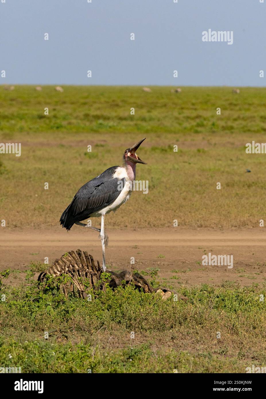 Marabou Stork (Leptoptilos crumenifer) standing on a wildebeast ...