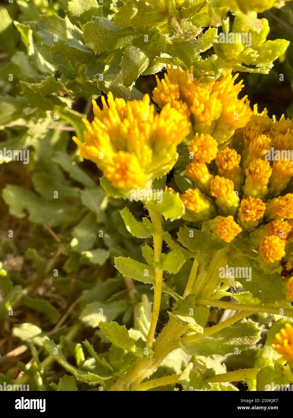 Coastal Goldenbush (Isocoma menziesii Stock Photo - Alamy