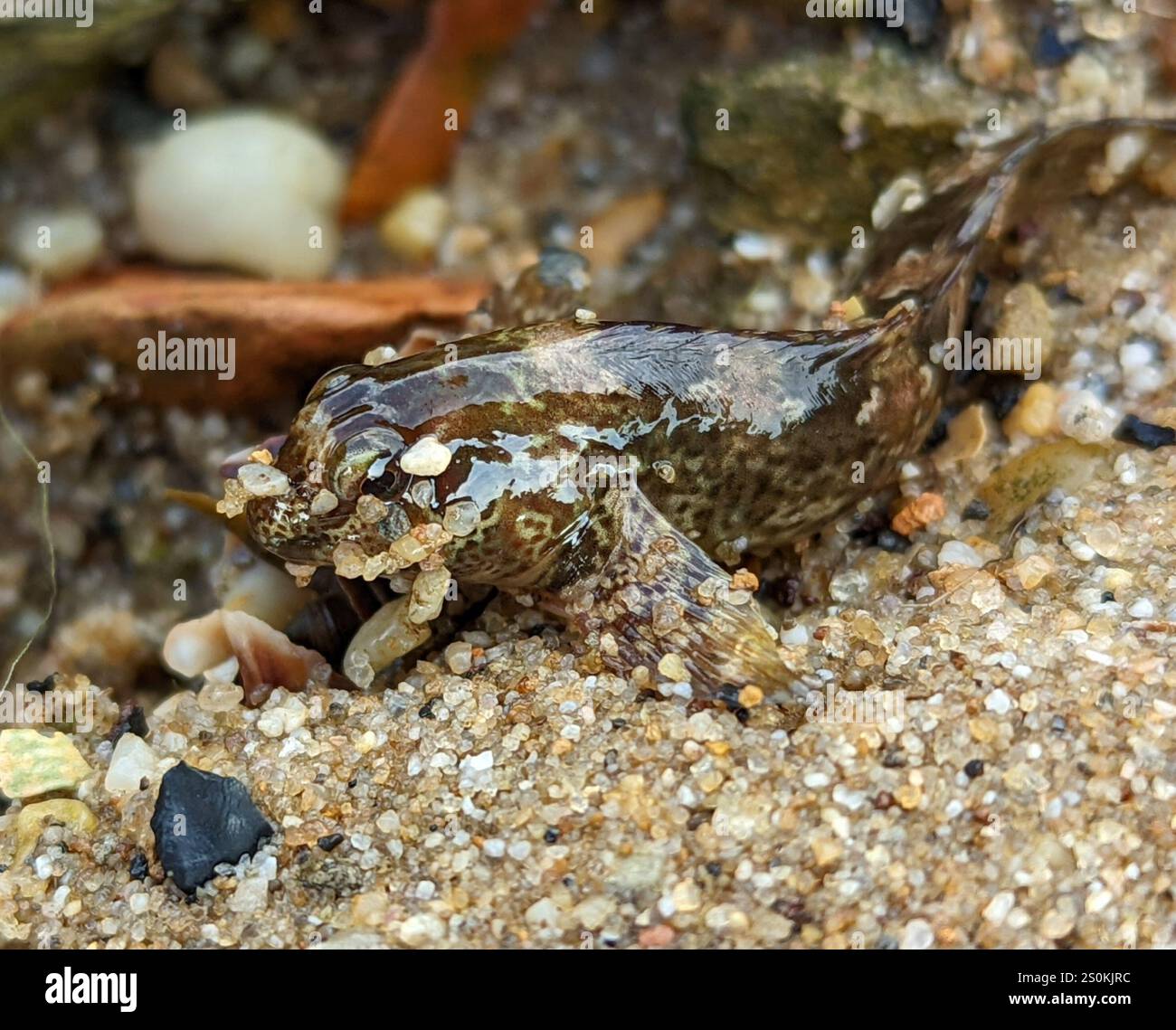 Shanny hi-res stock photography and images - Alamy