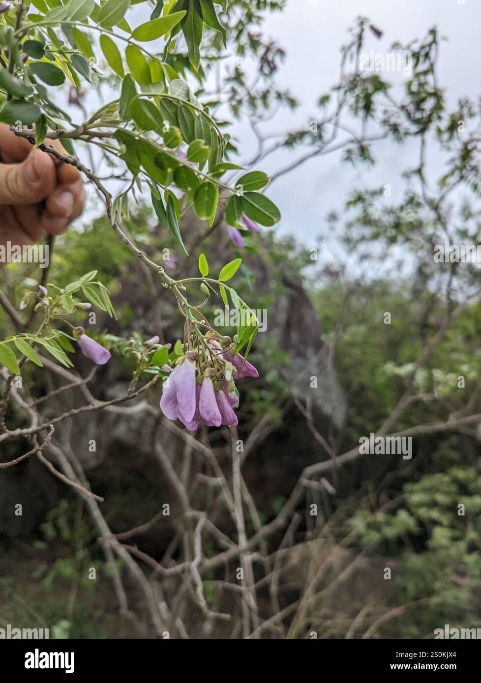 Fence Post Tree (Gliricidia sepium Stock Photo - Alamy