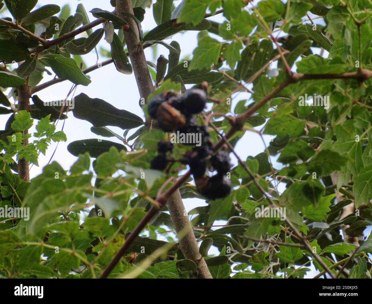 Common Green June Beetle (Cotinis nitida Stock Photo - Alamy