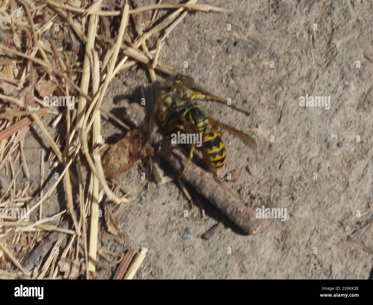 Western Yellowjacket (Vespula pensylvanica Stock Photo - Alamy