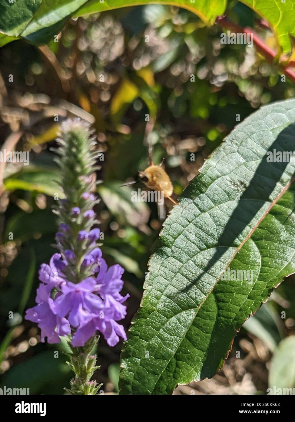 grasshopper bee fly (Systoechus vulgaris Stock Photo - Alamy