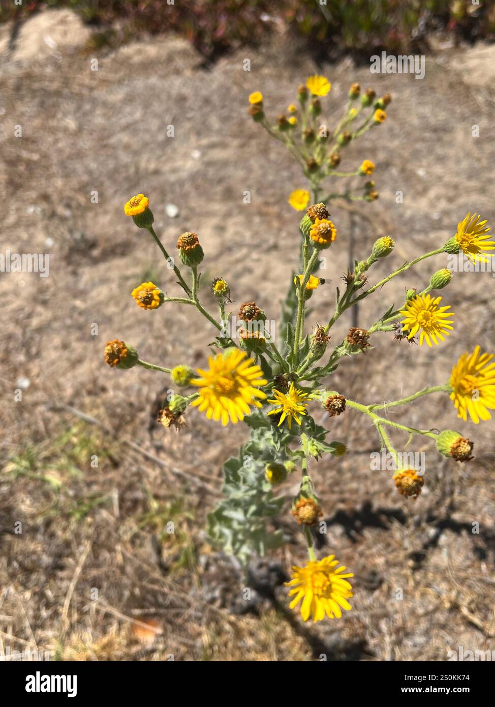 Telegraphweed (Heterotheca grandiflora Stock Photo - Alamy