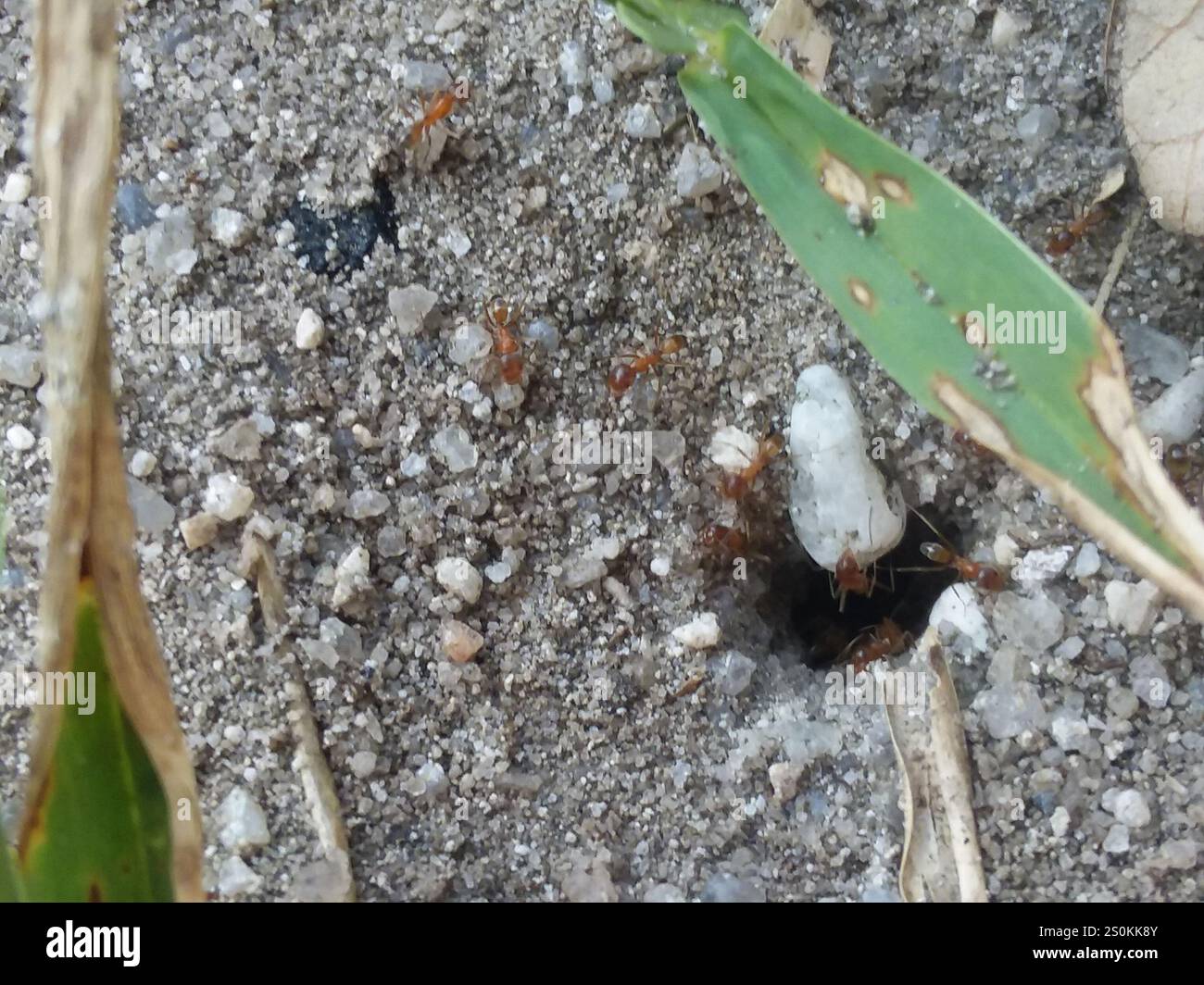 Buren's Pyramid Ant (Dorymyrmex bureni Stock Photo - Alamy