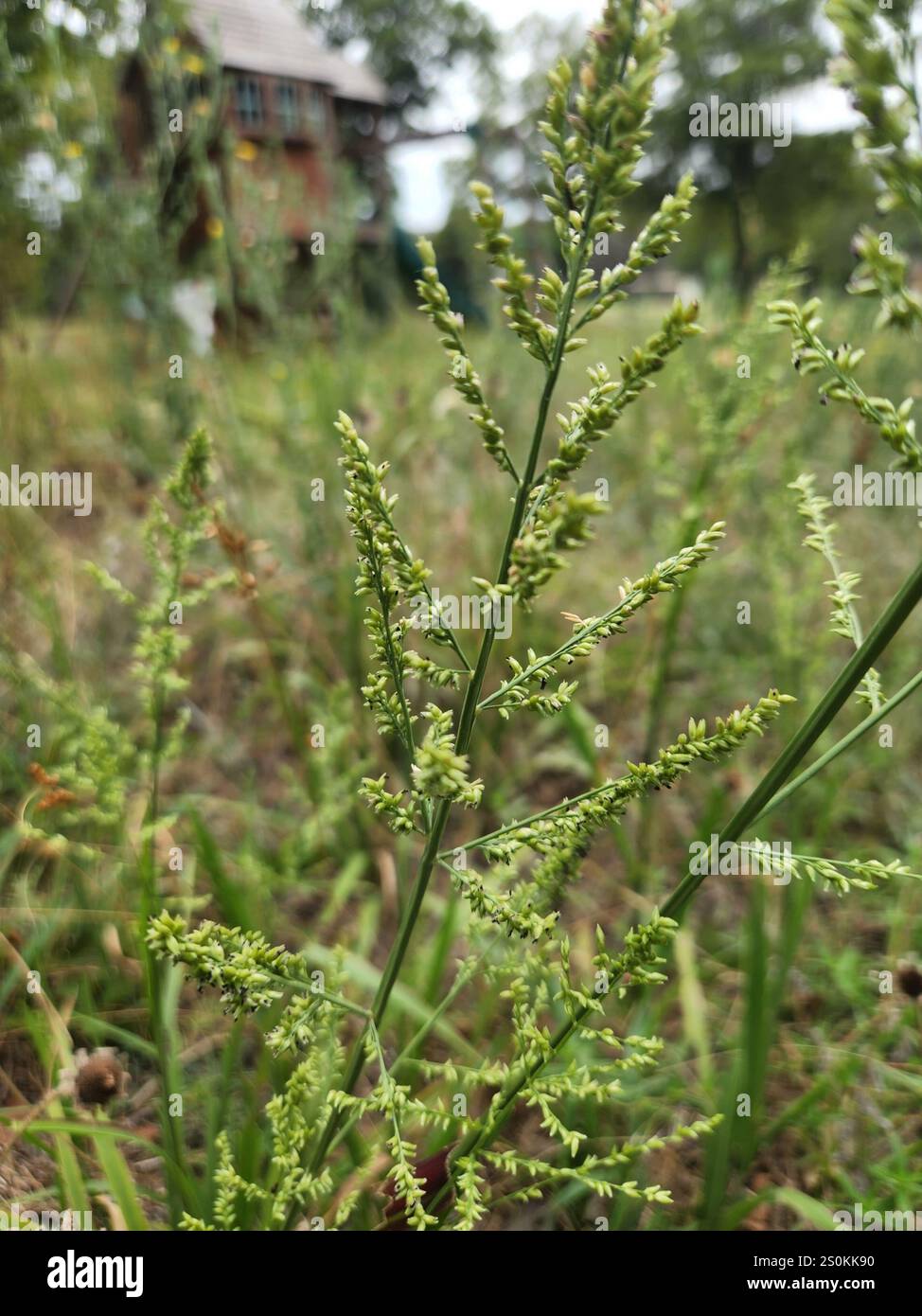 beaked panicum (Coleataenia anceps Stock Photo - Alamy
