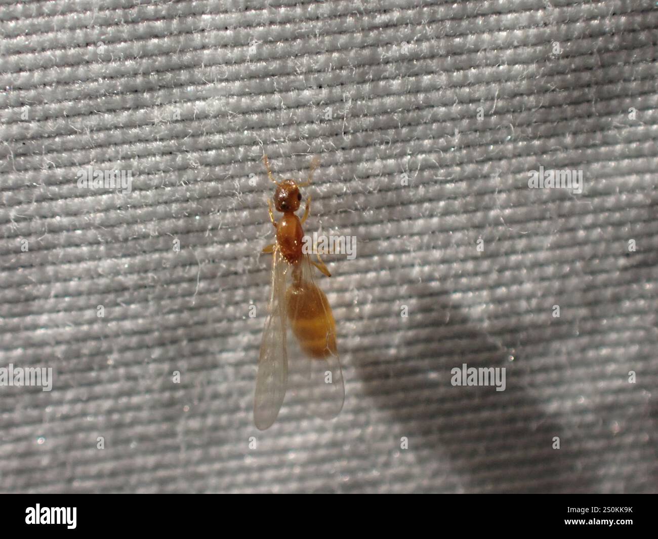 Common American Thief Ant (Solenopsis molesta Stock Photo - Alamy