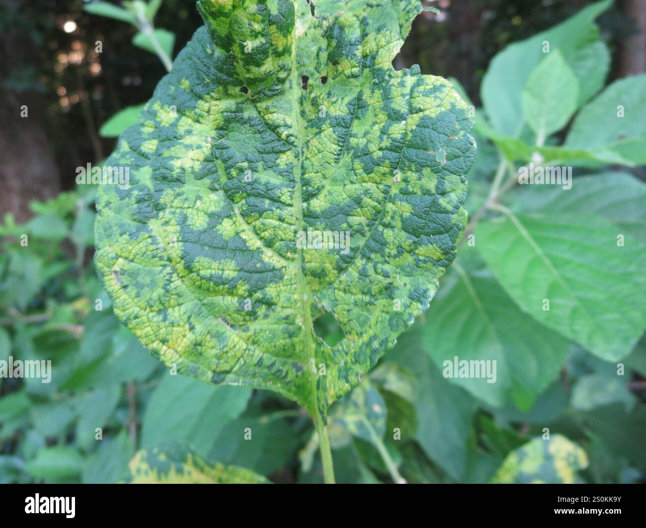 Cucumber mosaic virus hi-res stock photography and images - Alamy