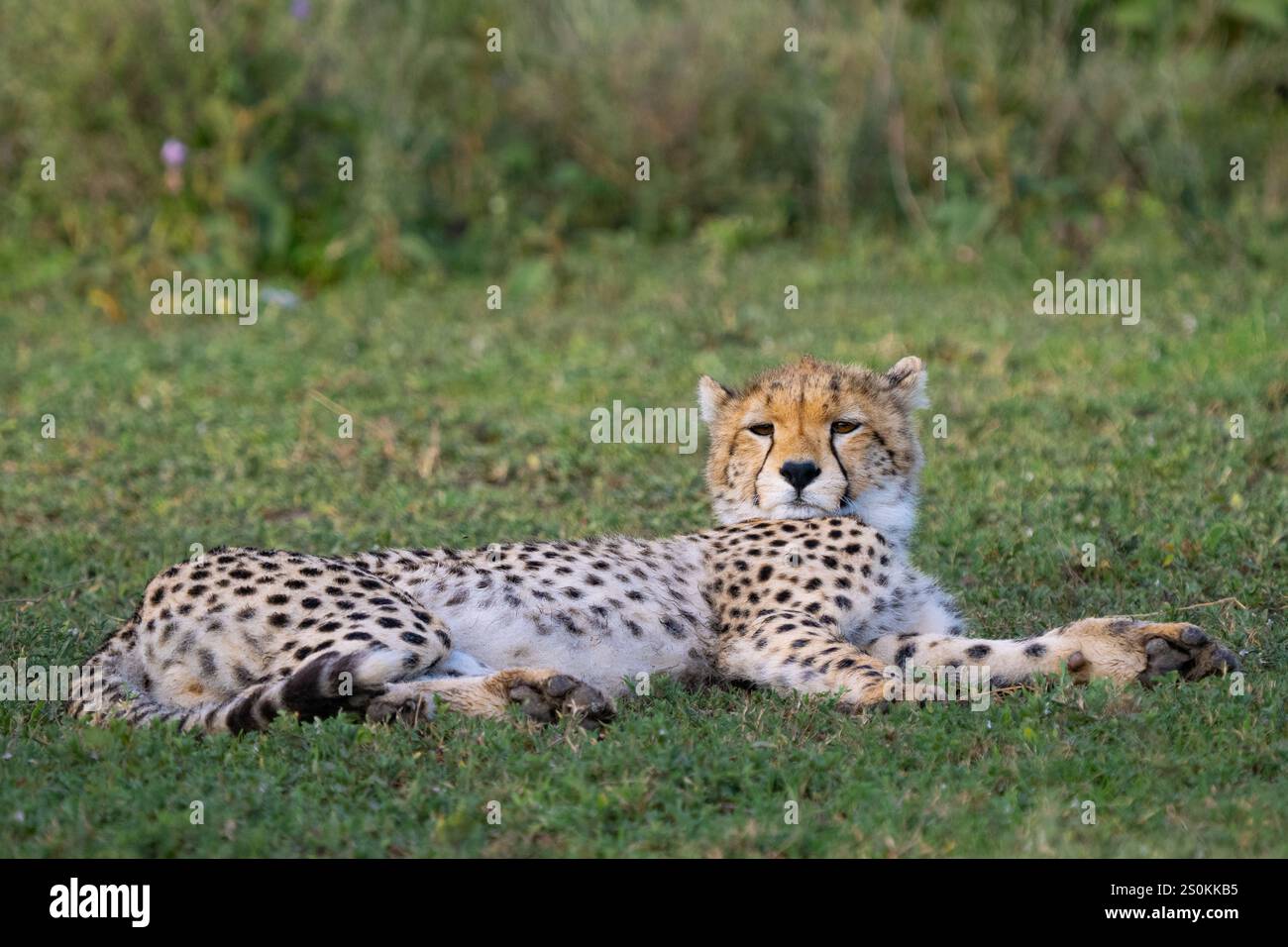 Cheetah (Acinonyx jubatus) cub lying in the grass Stock Photo - Alamy