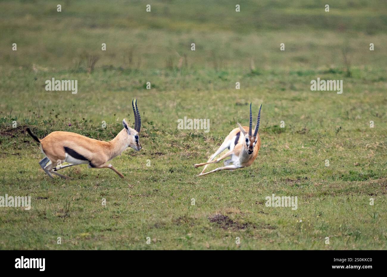 Thomson's Gazelle (Eudorcas thomsonii). In a fight over a female one ...