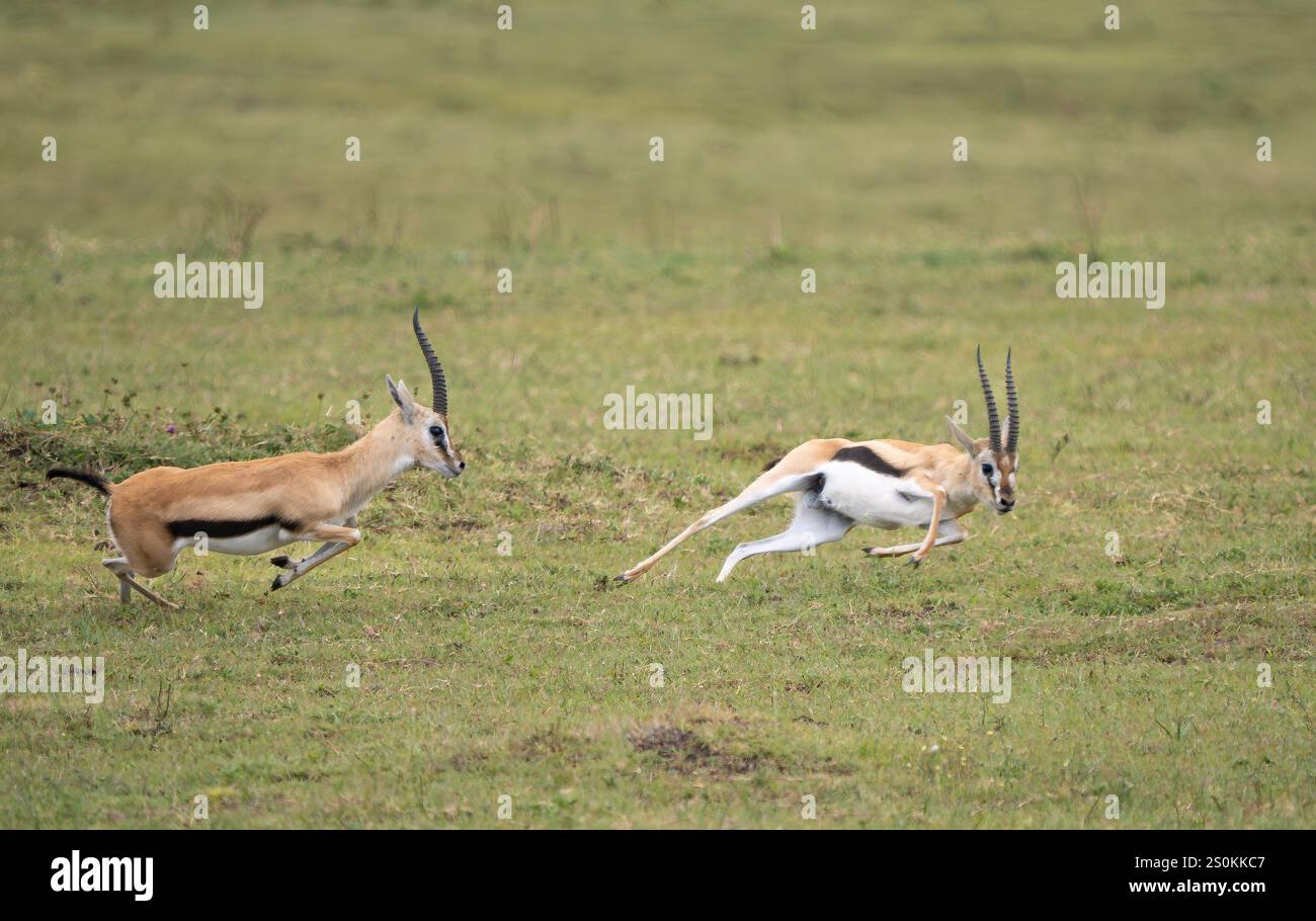 Thomson's Gazelle (Eudorcas thomsonii). In a fight over a female one ...