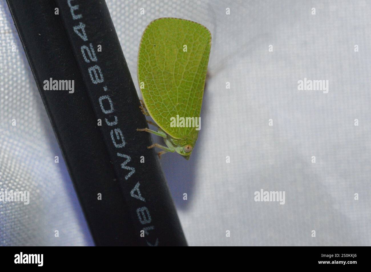 Green Cone-headed Planthopper (Acanalonia conica Stock Photo - Alamy