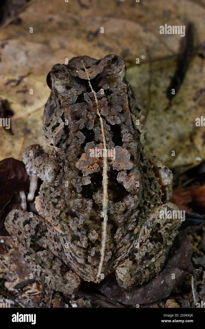 Togo Toad (Sclerophrys togoensis Stock Photo - Alamy