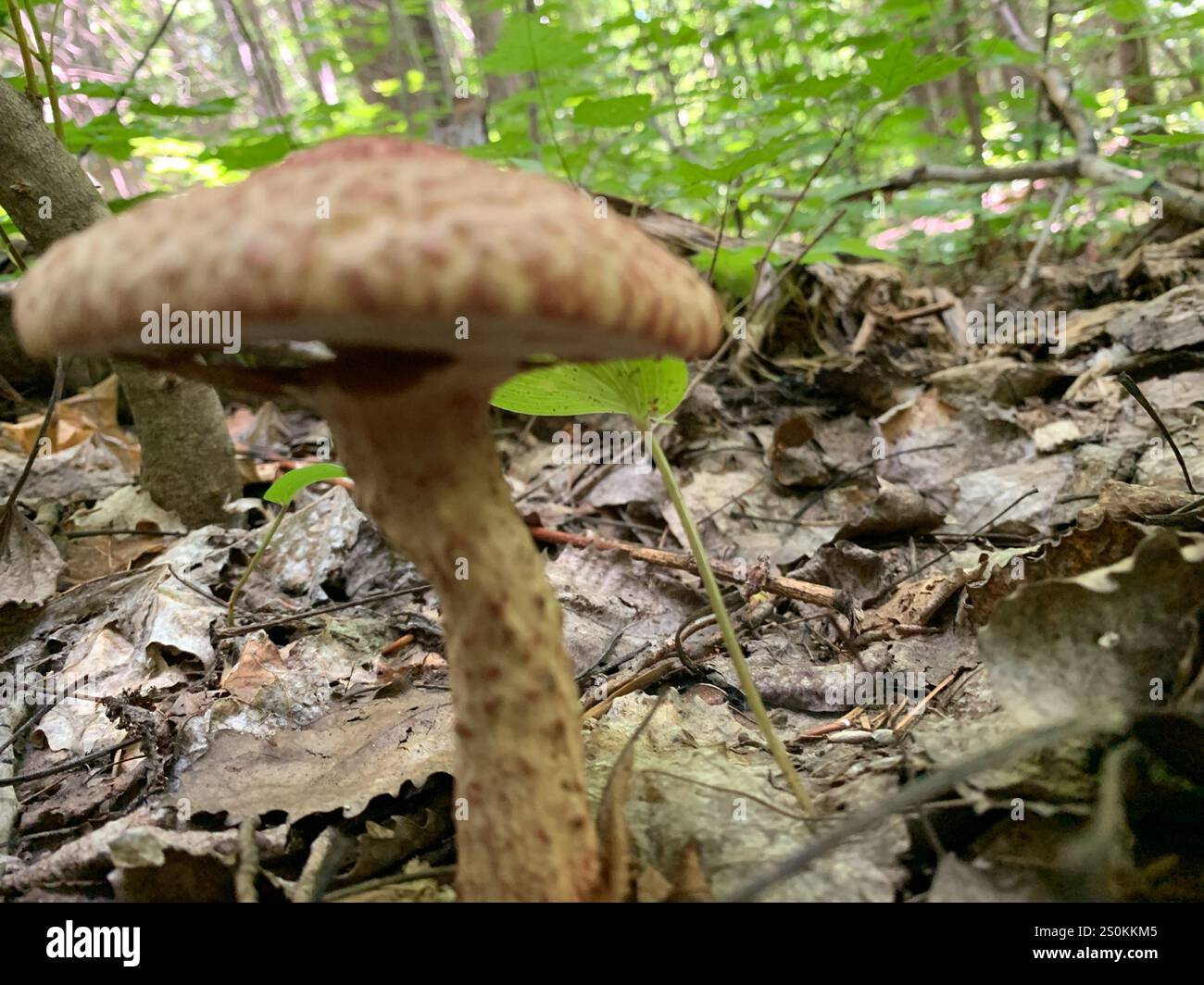 Painted Suillus (Suillus spraguei Stock Photo - Alamy