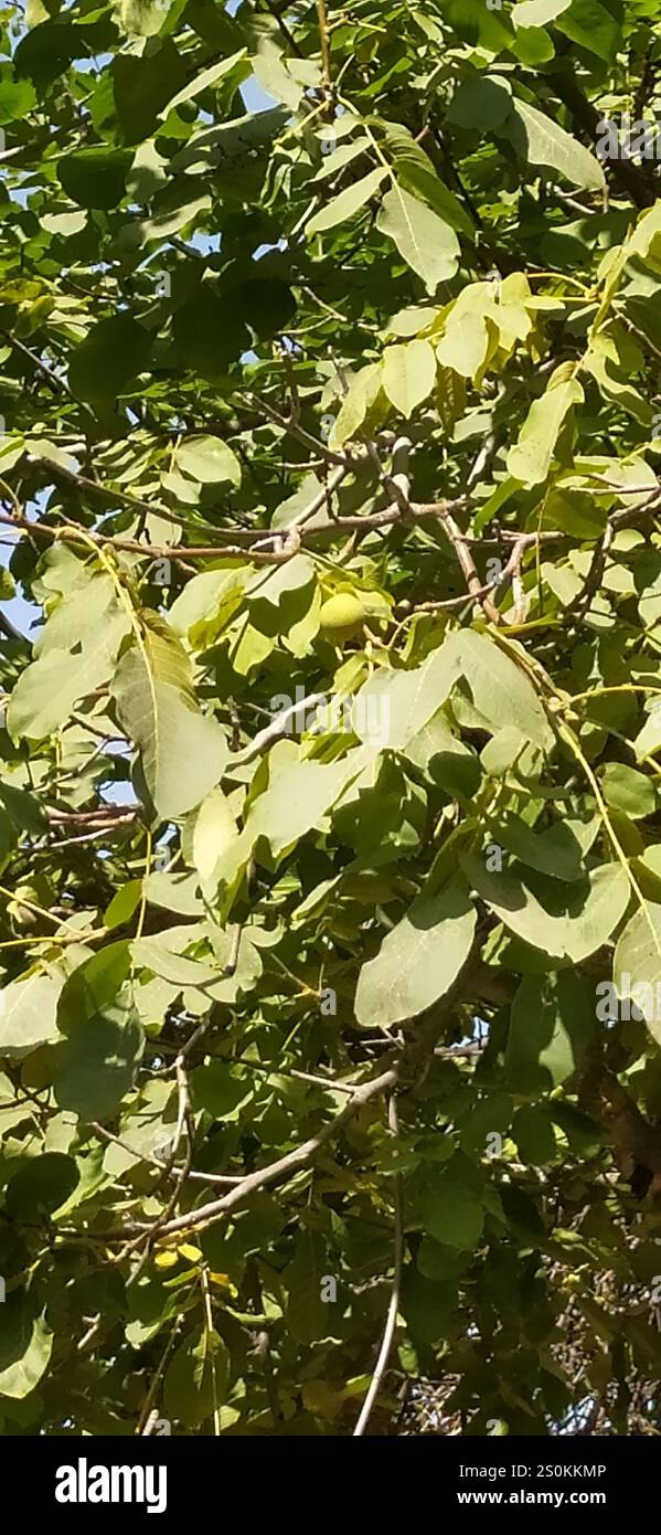 Persian walnut (Juglans regia Stock Photo - Alamy