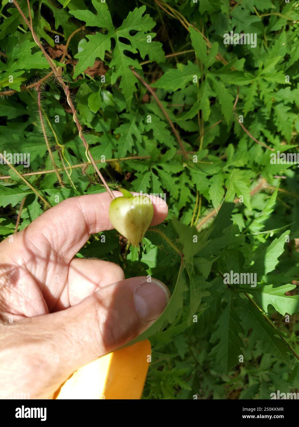 Alamo vine (Distimake dissectus Stock Photo - Alamy