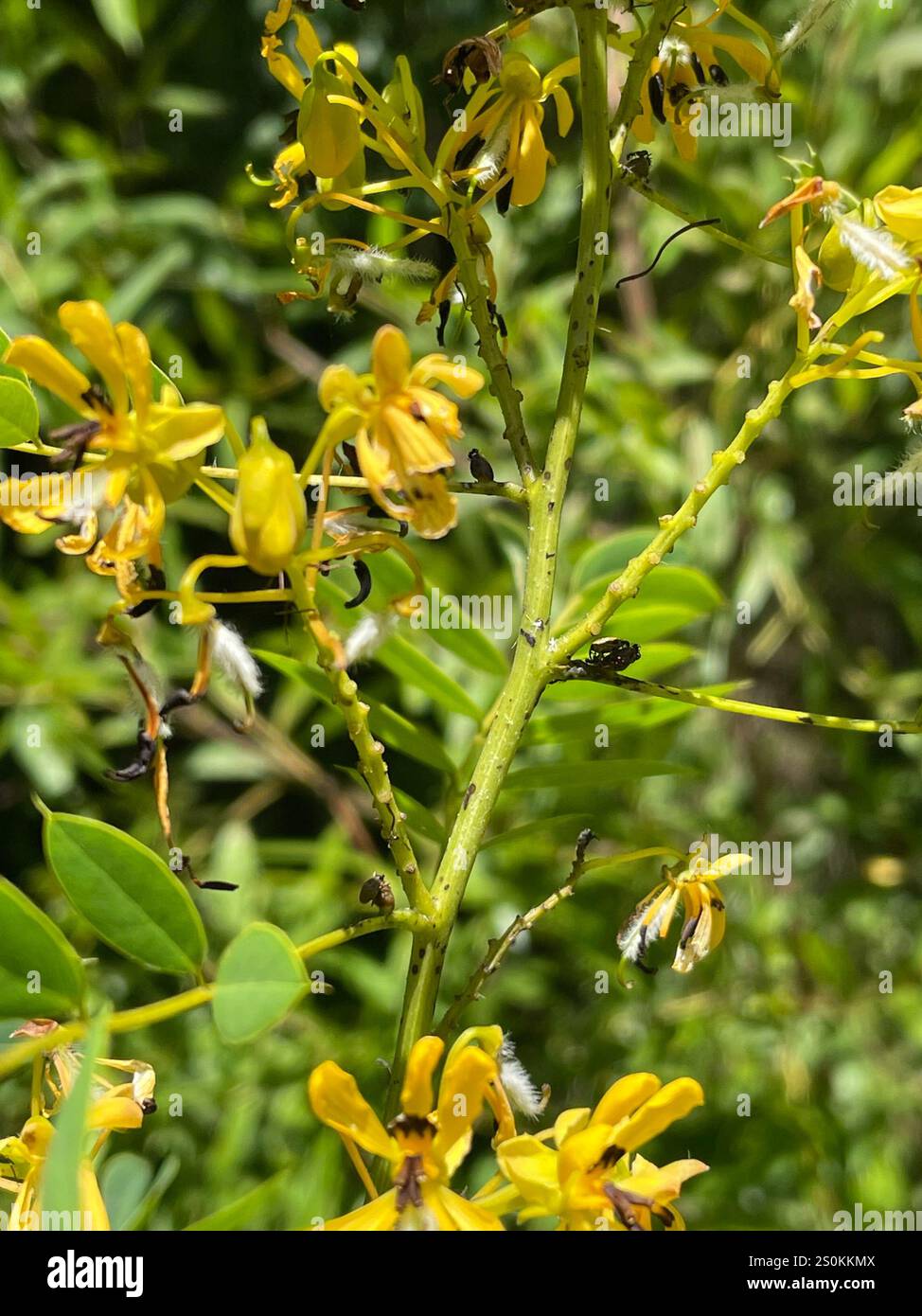 American senna (Senna hebecarpa Stock Photo - Alamy