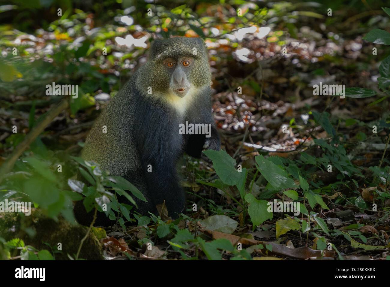 Blue Monkey (Cercopithecus mitis) looking at camera Stock Photo - Alamy