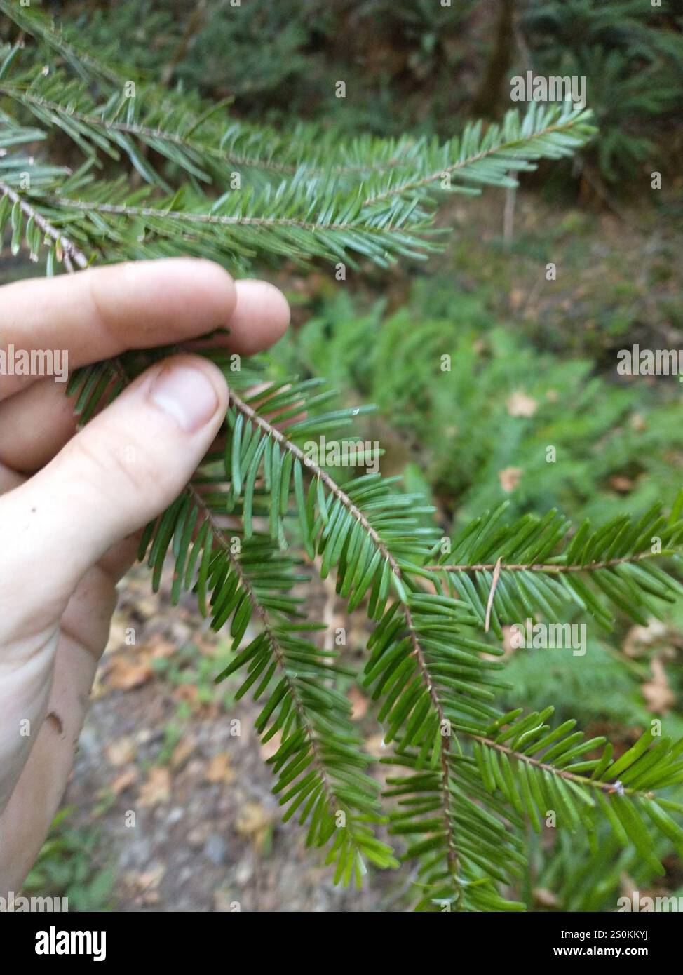 grand fir (Abies grandis Stock Photo - Alamy