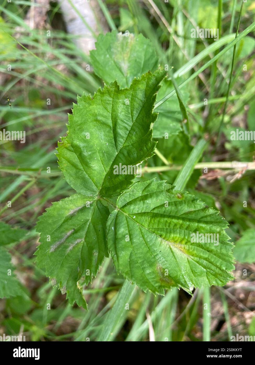 Raspberry gall midge (Lasioptera rubi Stock Photo - Alamy