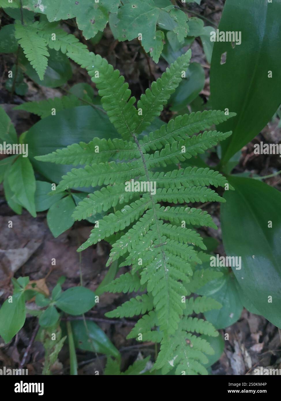 long beech fern (Phegopteris connectilis Stock Photo - Alamy