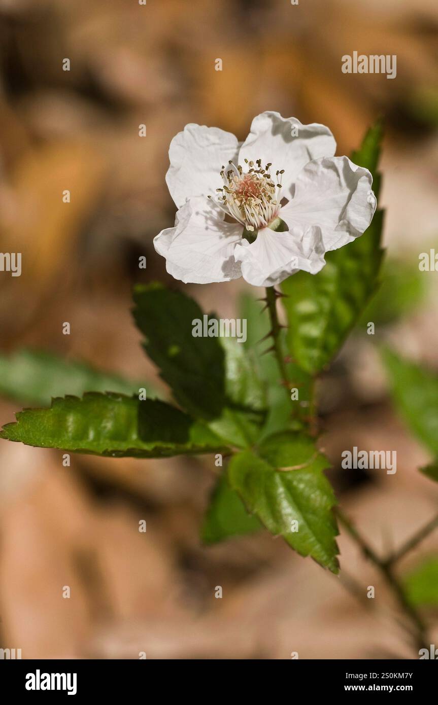 Southern Dewberry, also known as Rubus trivialis. Featuring a close-up ...