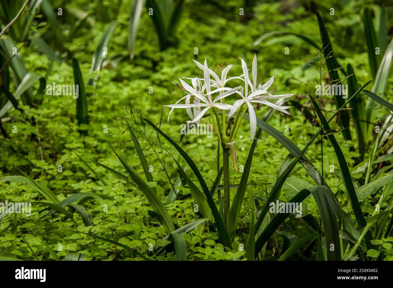 Swamp plant with flowers hi-res stock photography and images - Alamy