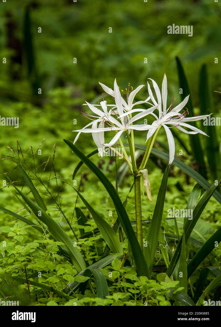 Swamp plant with flowers hi-res stock photography and images - Alamy