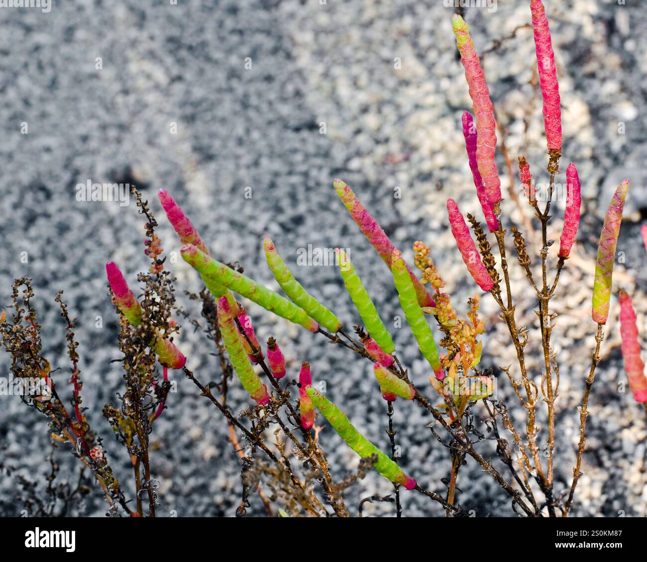 Glasswort, Salicornia spp. The jointed scaly structure of a slender ...