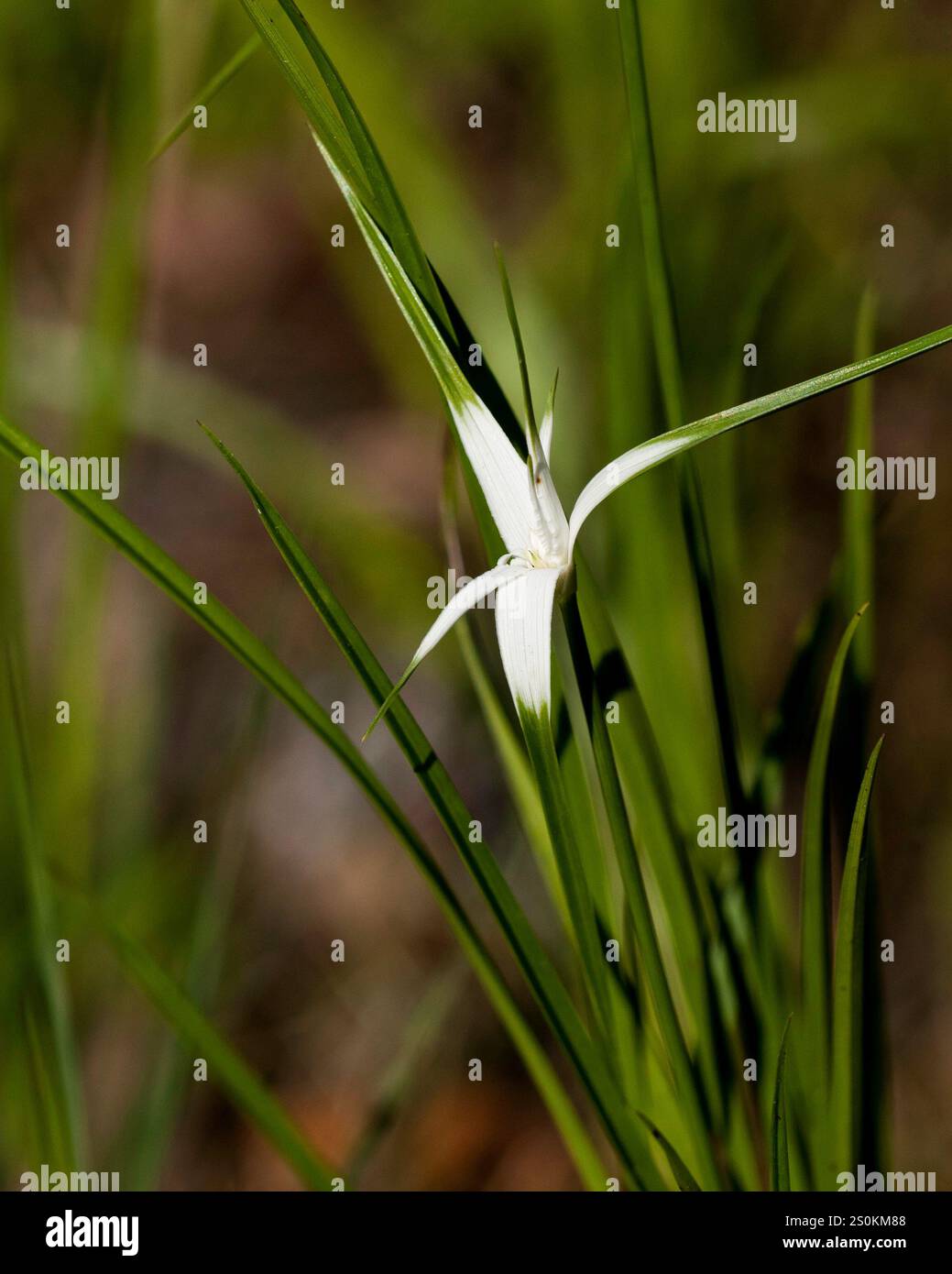 Rhynchospora species, commonly known as white-topped sedge, features ...