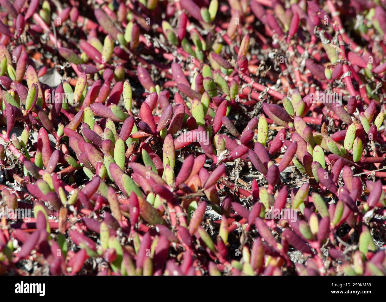 Salicornia salt marsh hi-res stock photography and images - Alamy