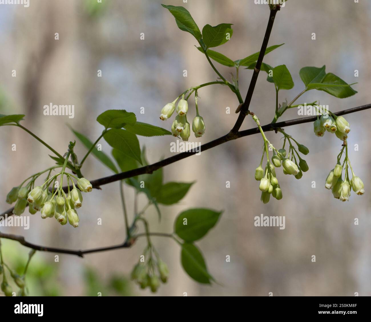 Tubular blooms attract pollinators hi-res stock photography and images ...