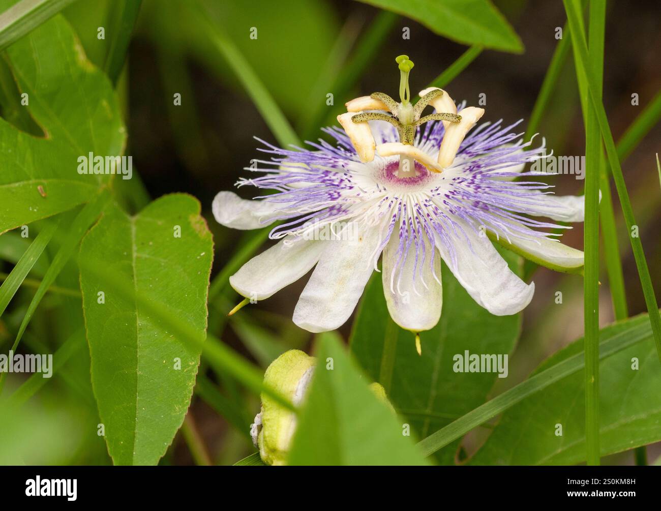 Passiflora incarnata. Less common white passionflower with purple ...
