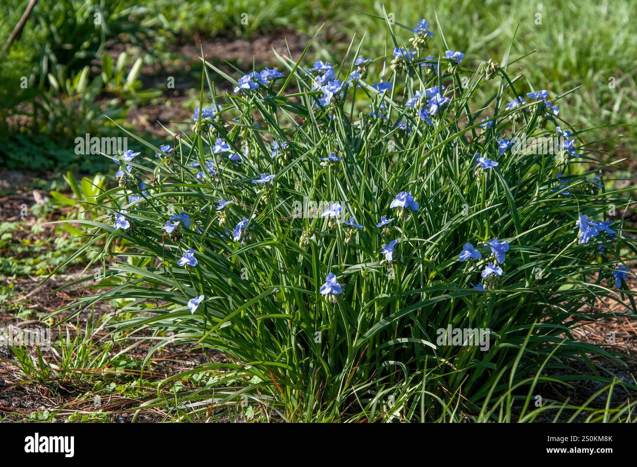 Tradescantia ohiensis, Spiderwort. A thicket of blue flowers with ...