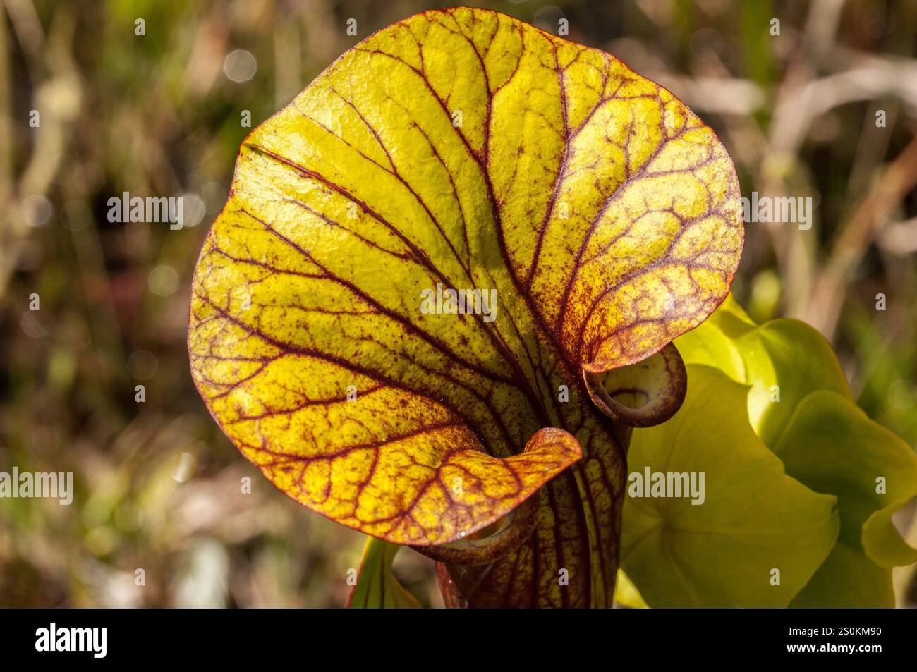 Sarracenia flava, Yellow Pitcher plant. Top view of the hood, or ...