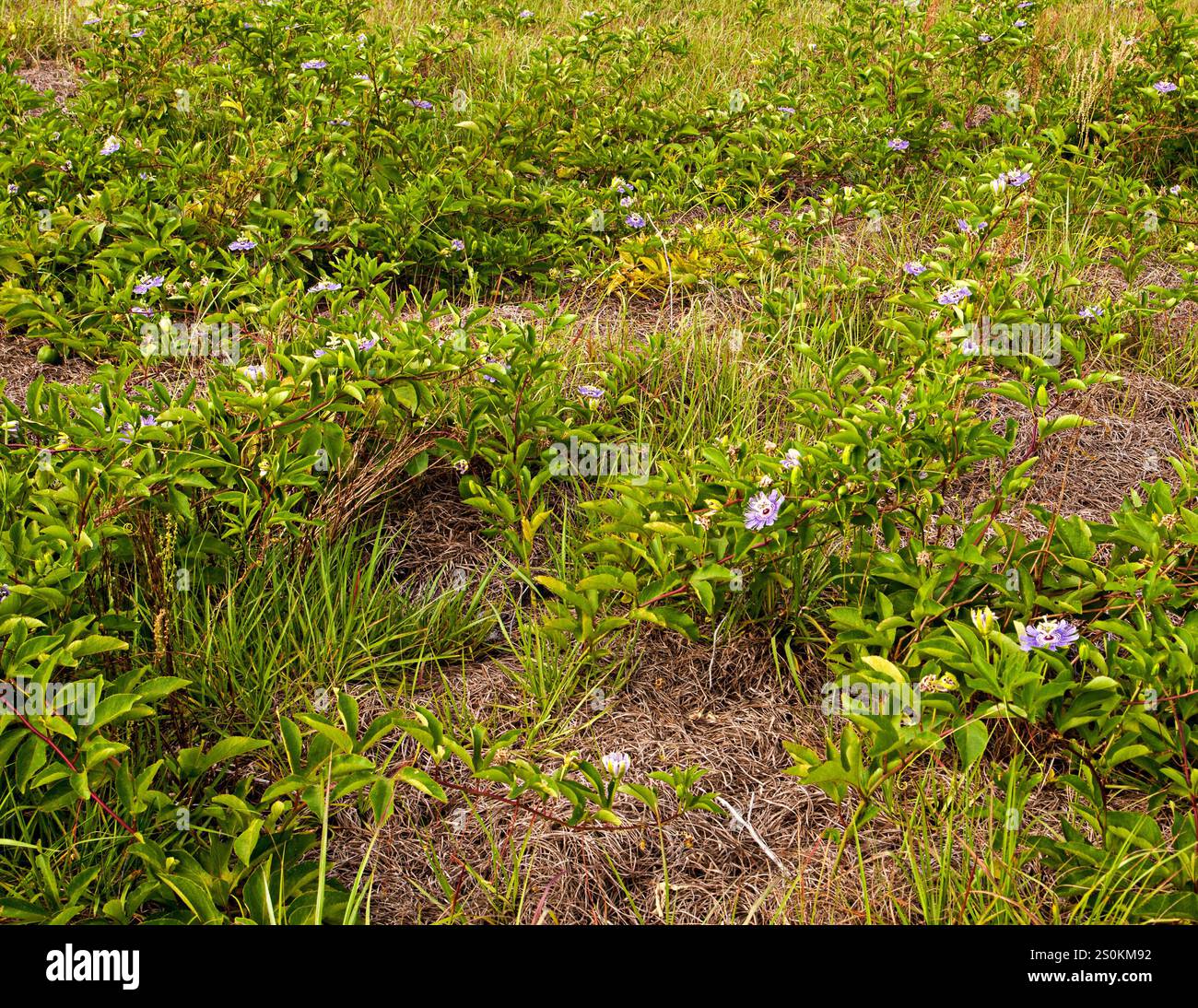 Trailing vines hi-res stock photography and images - Alamy