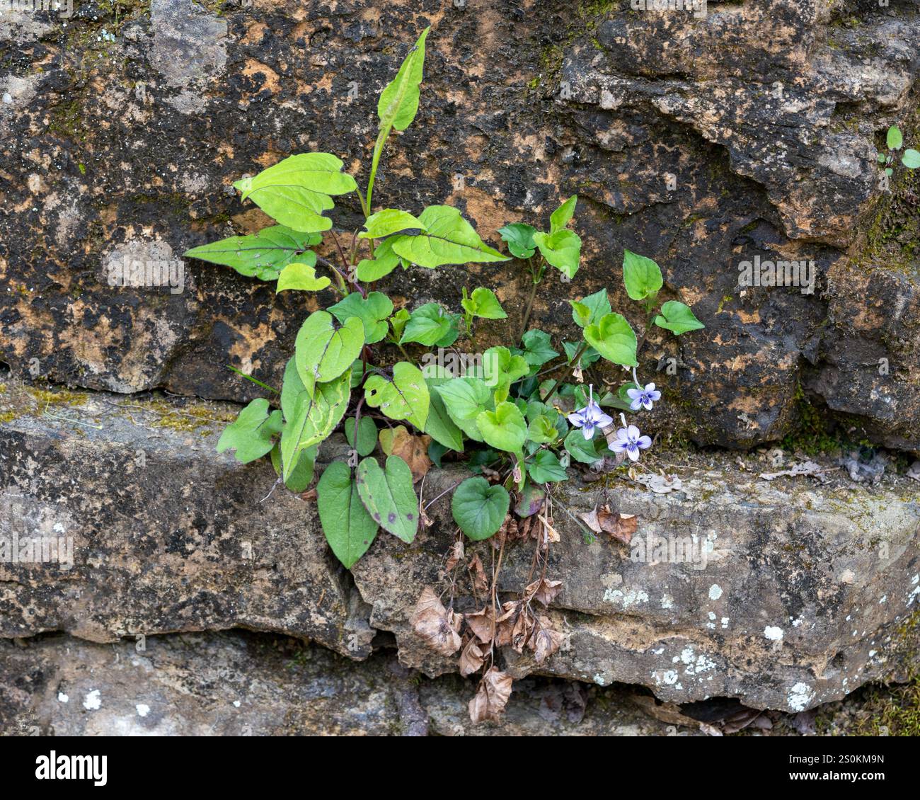Viola rostrata, long-spurred violet. In spring, a cluster of flowers ...