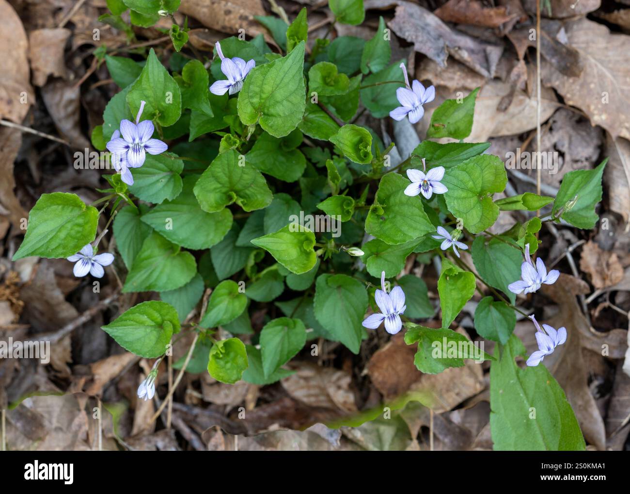 Viola rostrata, Long-spurred violet. In Spring, a cluster of lavender ...