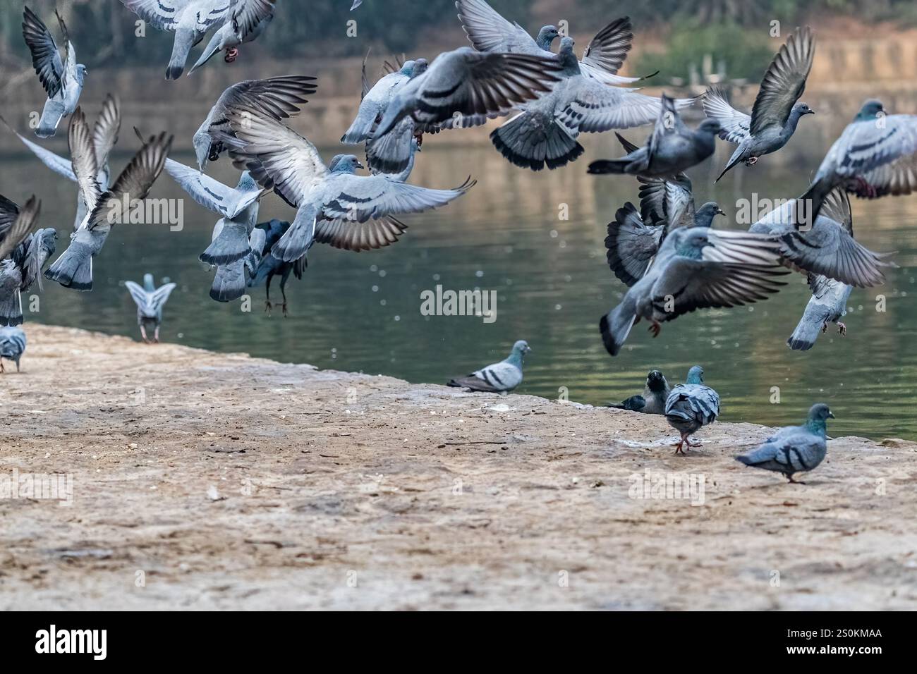 White pigeon taking off hi-res stock photography and images - Alamy