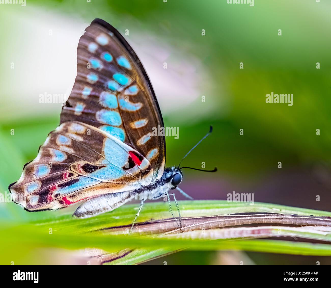 A Common Jay Resting on a plant Stock Photo - Alamy