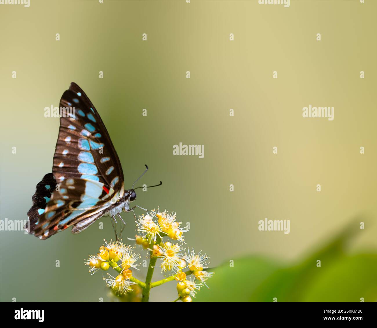 Flower tailed moth hi-res stock photography and images - Alamy