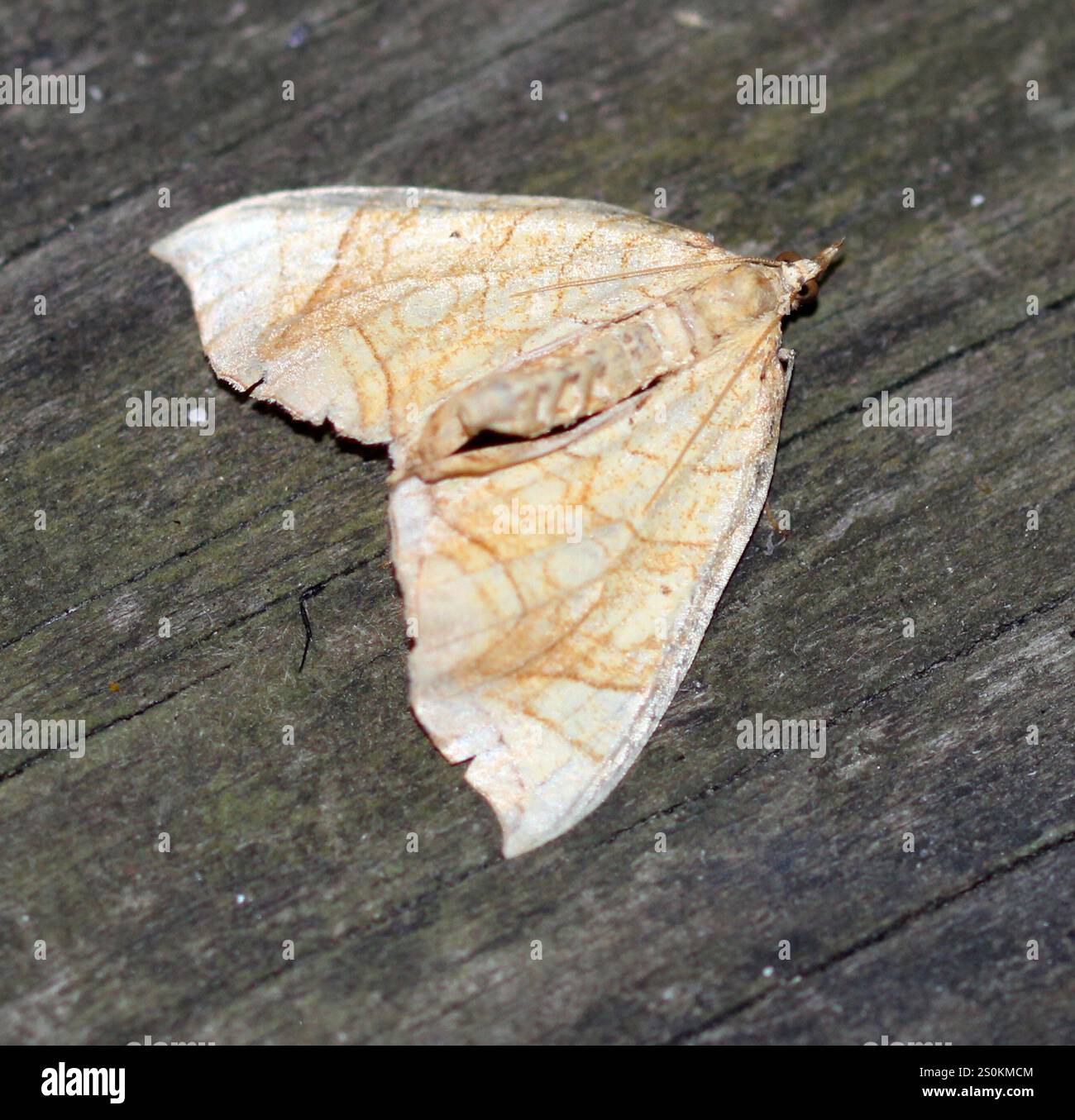 Greater Grapevine Looper Moth (Eulithis gracilineata Stock Photo - Alamy