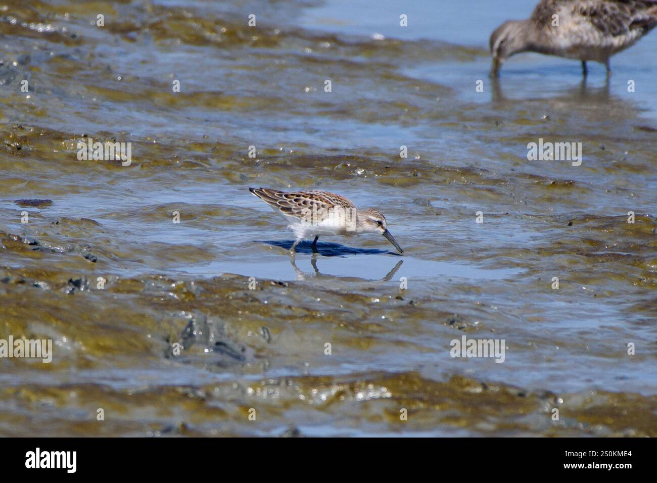 Western Sandpiper (Calidris mauri Stock Photo - Alamy