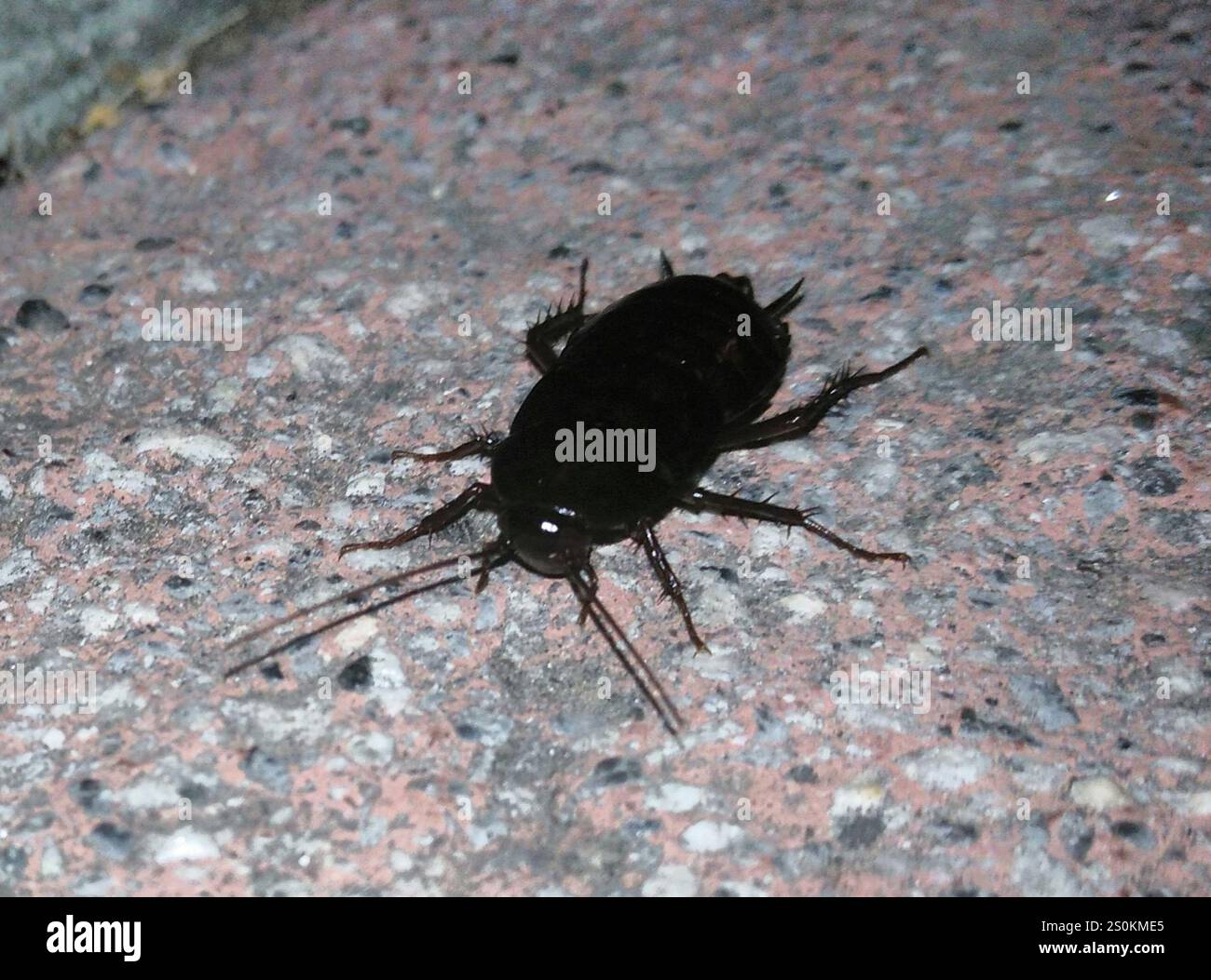 Oriental Cockroach (Blatta orientalis Stock Photo - Alamy