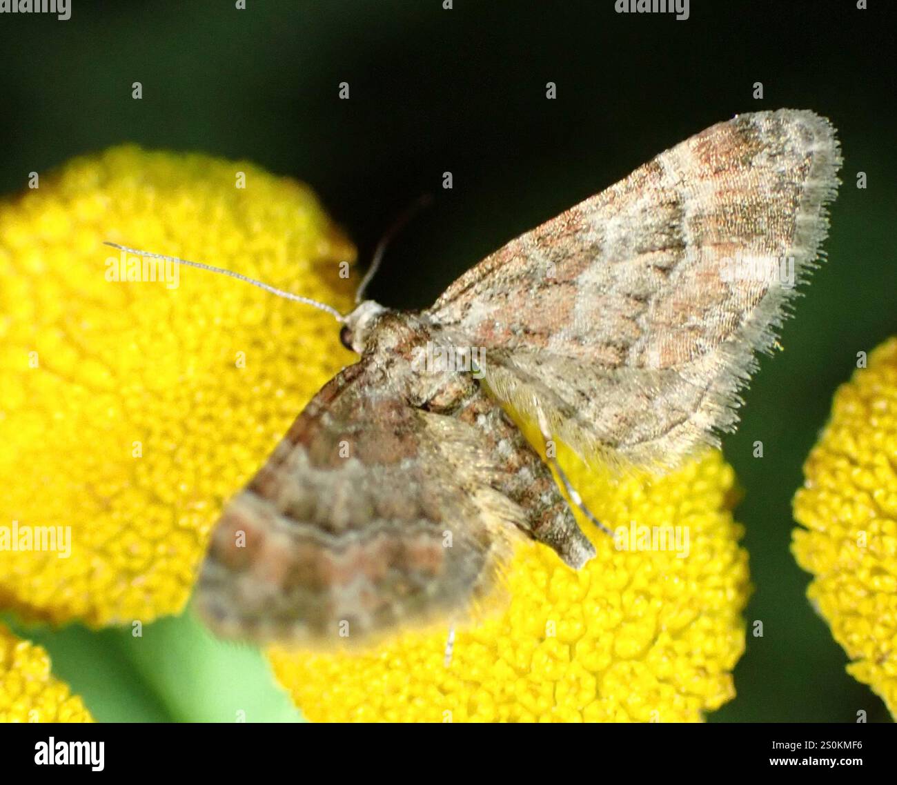 Double-striped Pug (Gymnoscelis rufifasciata Stock Photo - Alamy