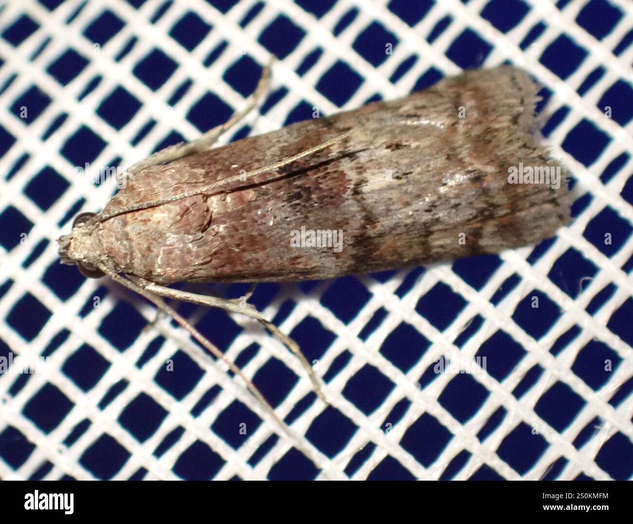 Dotted Oak Knot-horn (Phycita roborella Stock Photo - Alamy