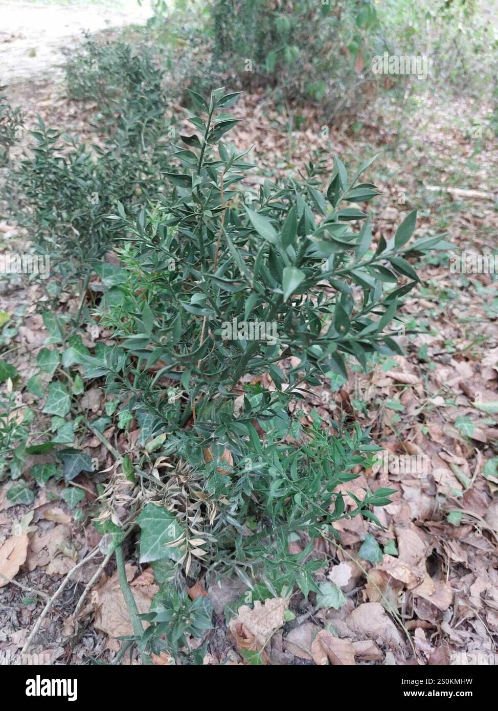 butcher's-broom (Ruscus aculeatus Stock Photo - Alamy